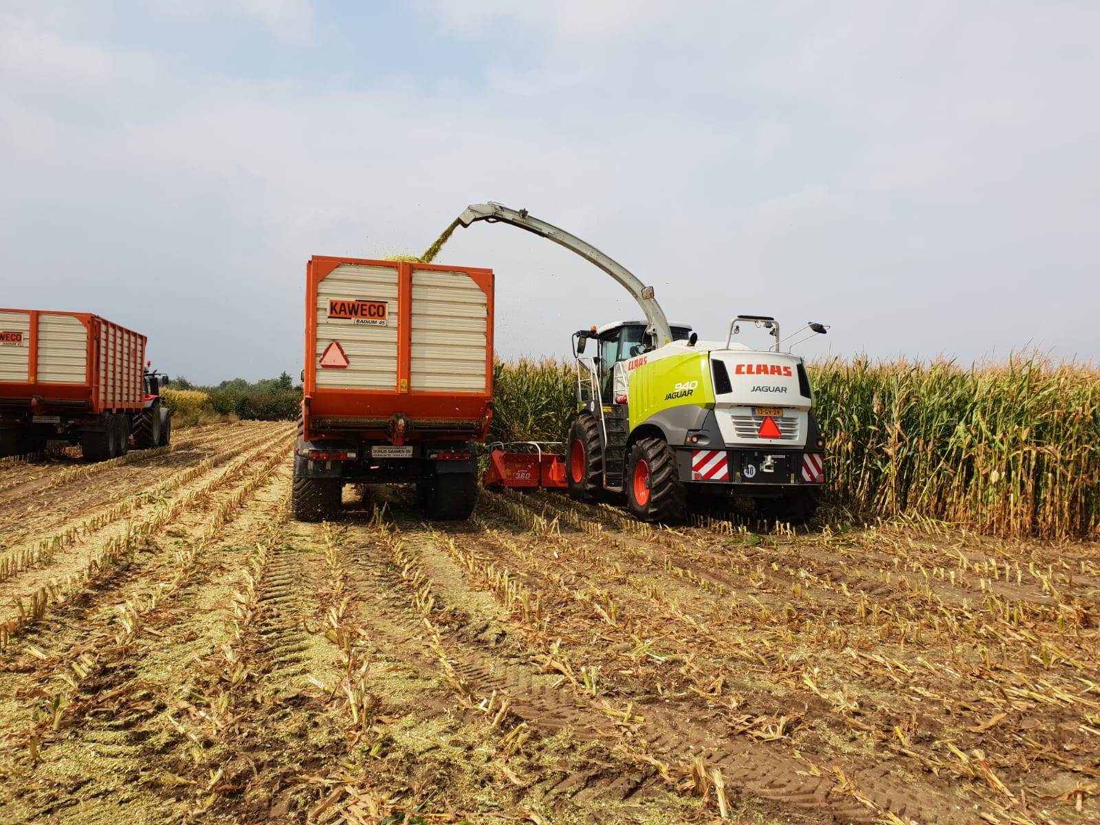 eerste mais 2018 - Daamen